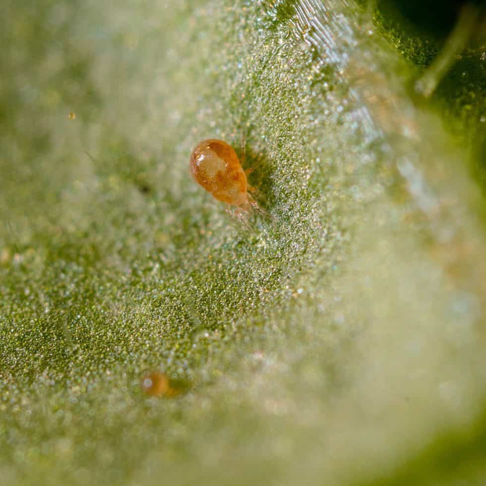 Beneficials | Jolly Farmer®