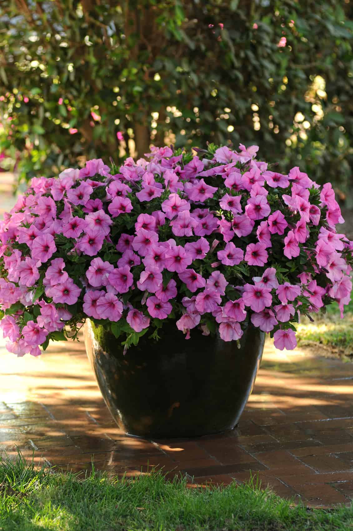 Wave Petunias | Jolly Farmer® Wave Petunias | Jolly Farmer®
